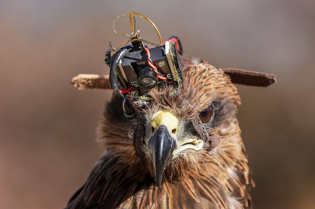 Indian Army's Anti-drone Kite May Help In Bringing Back The Lost Sport ...